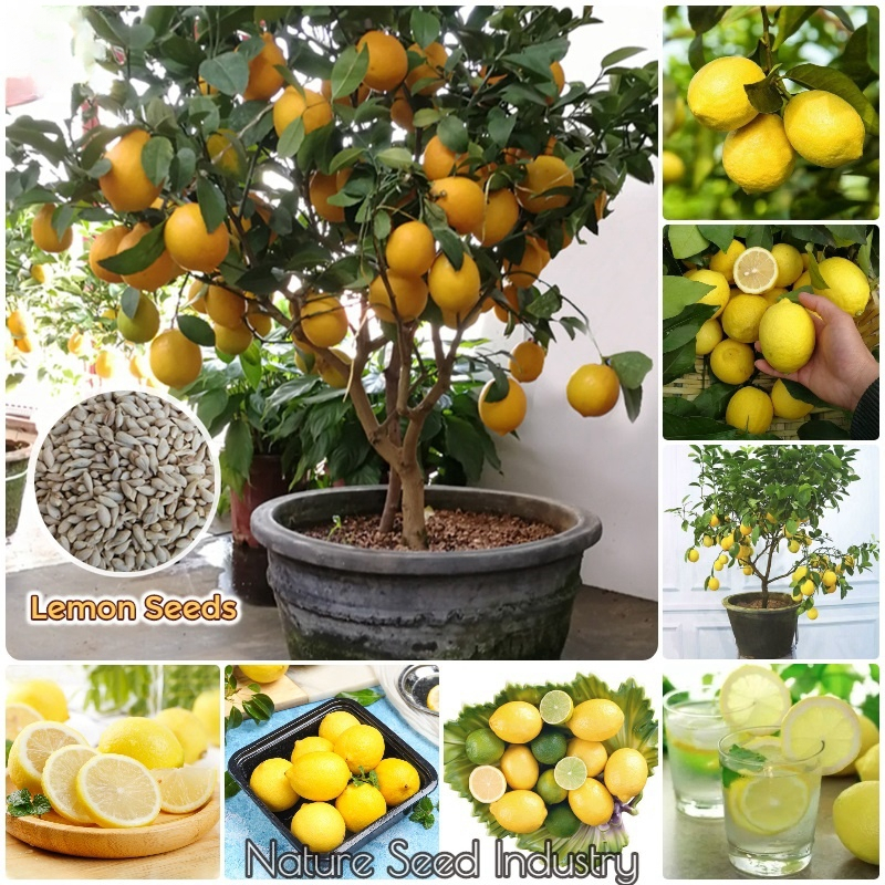 20seeds/pack Dwarf Lemon Seeds for Planting-Fruit Seeds | Shopee ...