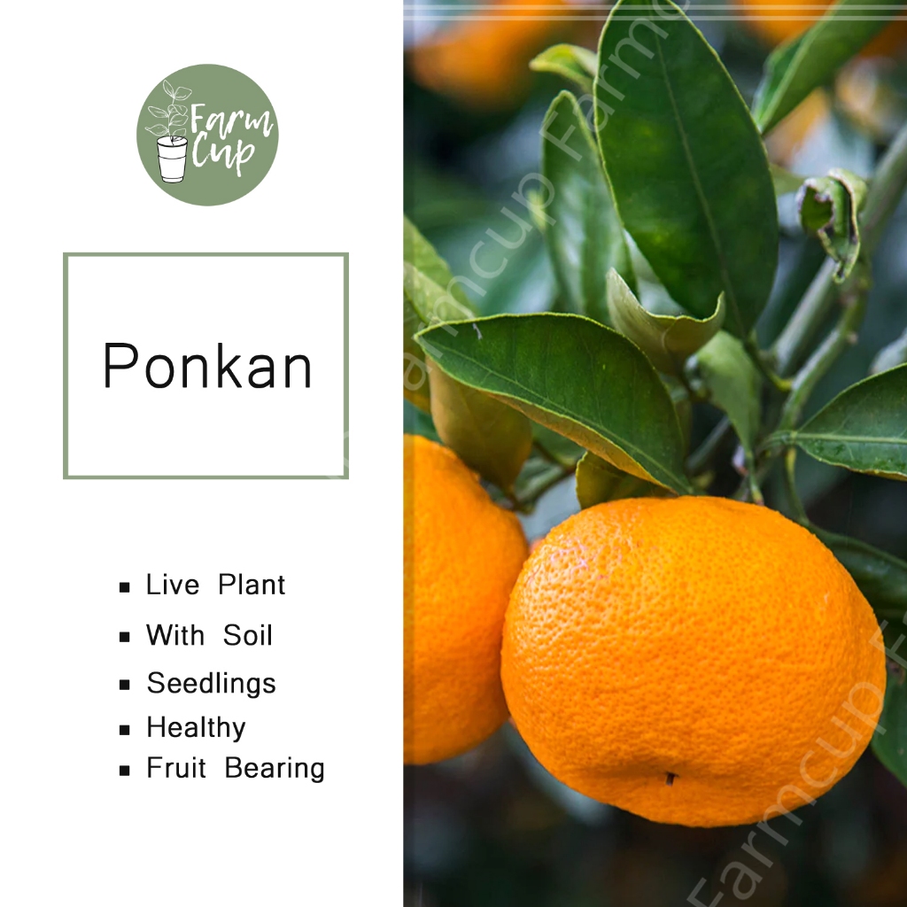 PONKAN/TANGERINE GRAFTED Seedlings 12 to 20 inches tall | Shopee ...