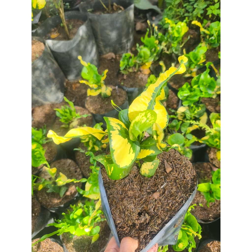Yellow Dove Croton San Francisco | Shopee Philippines
