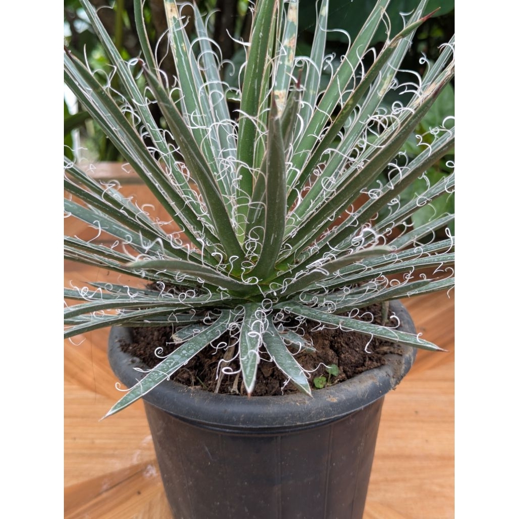 Agave Curly Big Pots & Planters | Shopee Philippines