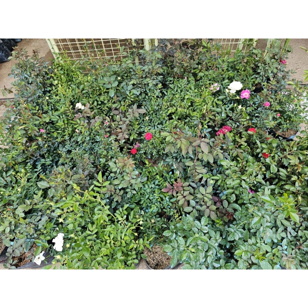 Piti Mini Roses Garden Collection (small petals) | Shopee Philippines