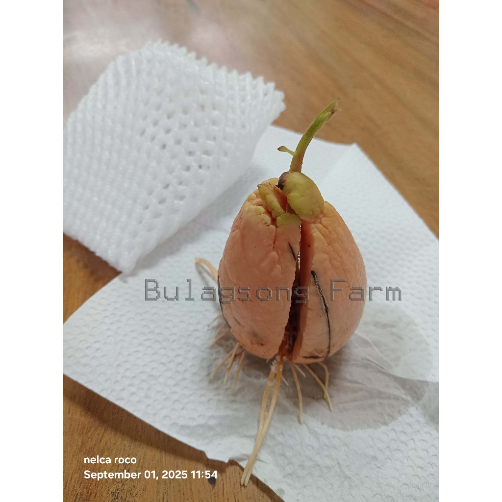 Russell Avocado Seeds (Germinated/rooted/seedlings) | Shopee Philippines