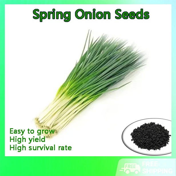1000Pcs Spring Onion Seeds | Bunching Onion Seeds | Dahon Sibuyas ...