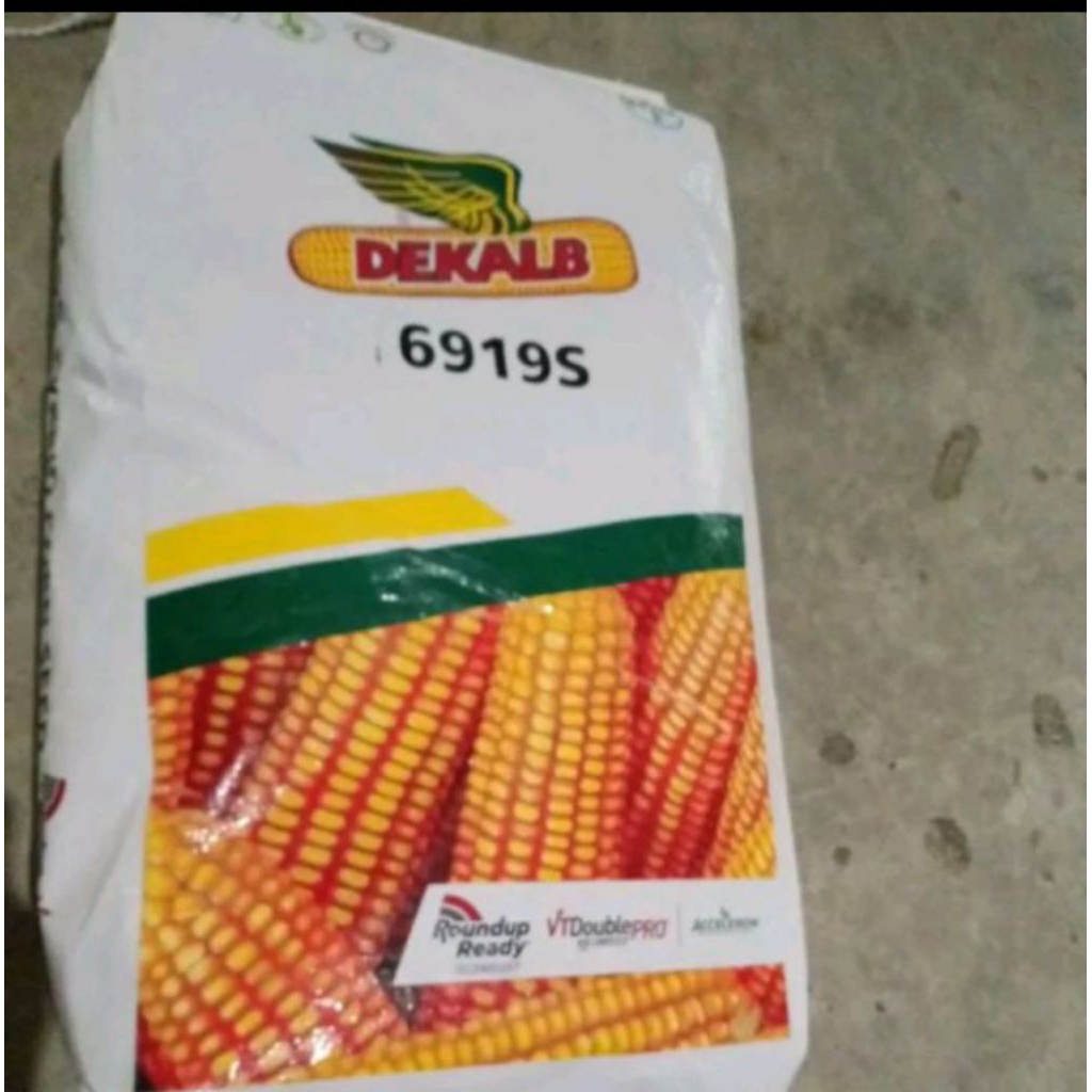 1 kilo Dekalb 6919S Corn seeds for planting | Shopee Philippines