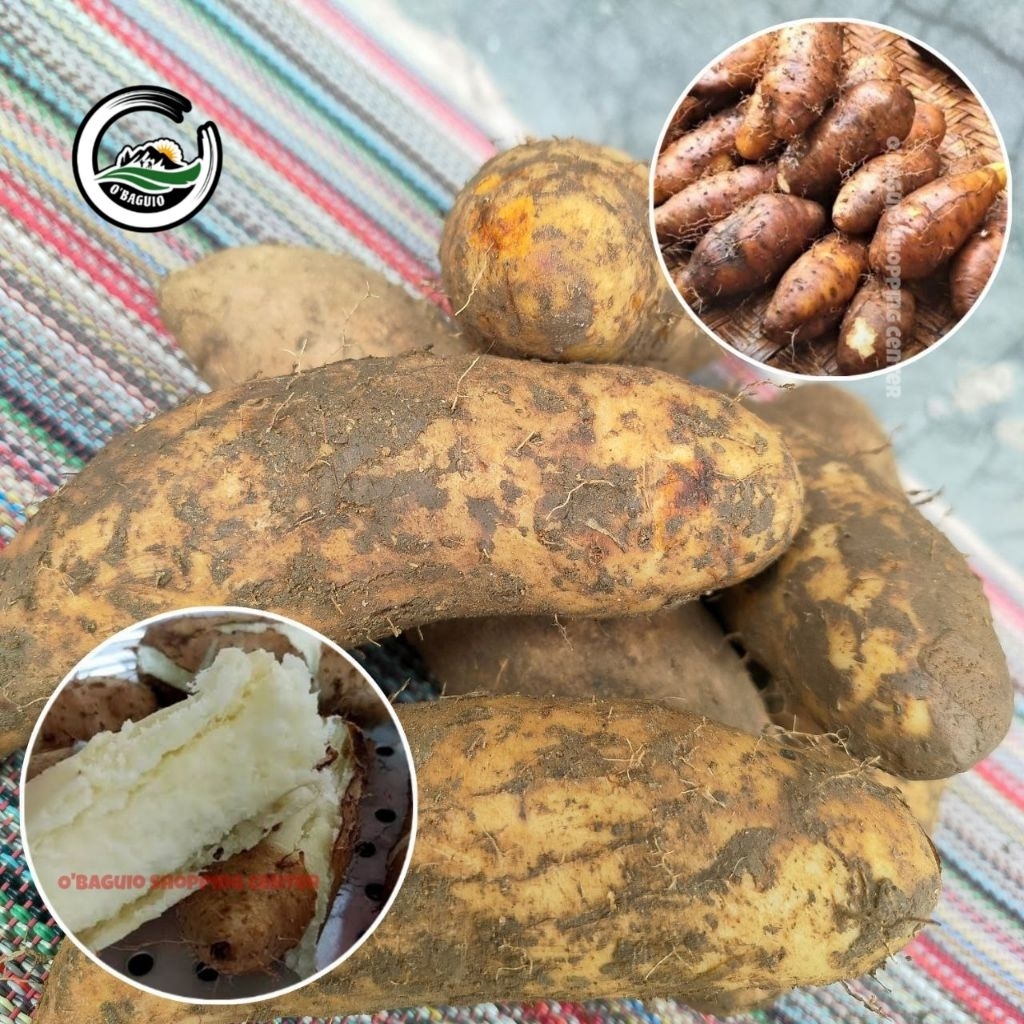 Tugi - Sweet Potato | Benguet Organic Harvest | Per Kilo | O'Baguio ...