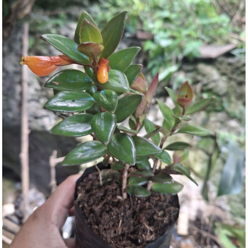 goldfish flower(indoor) | Shopee Philippines