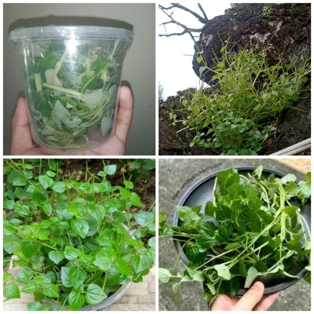 pansit pansitan cuttings only per tub by 1 take 1 choose j&t message me ...