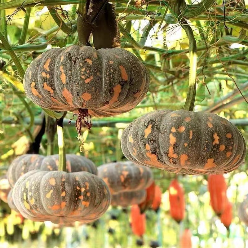 Squash Seeds - (20seeds) High Yielding SQUASH Vegetable Seeds | Shopee ...