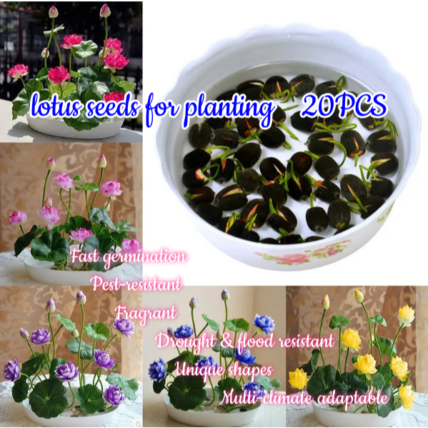 [100% Original Seed] Lotus Water Lily Seeds Flower Seeds for Planting ...