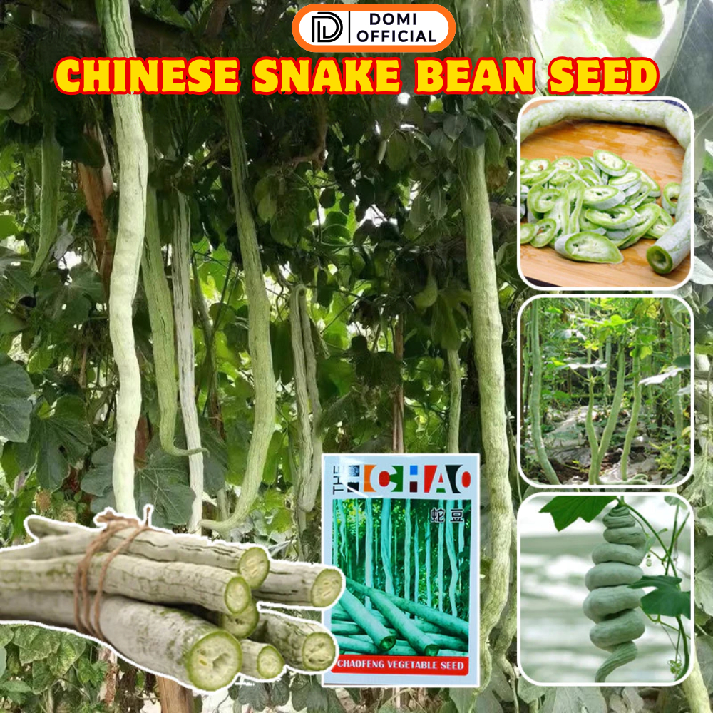 [BUY1TAKE1]Organic Giant Long Snake Gourd Seeds Rare Python Snake Bean ...