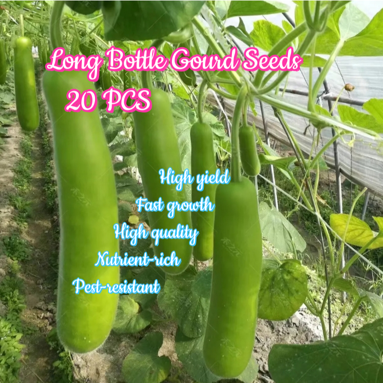 Long Bottle Gourd Seeds-20 Seeds Giant Long Variety Loofah Sponge Gourd ...