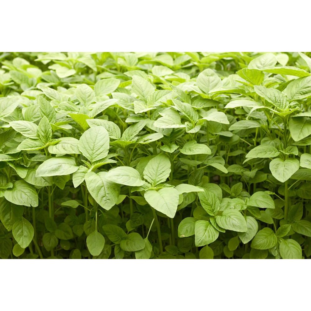 Green Amaranth Kulitis 10,000 Seeds– Fast-Growing Leafy Vegetable for ...