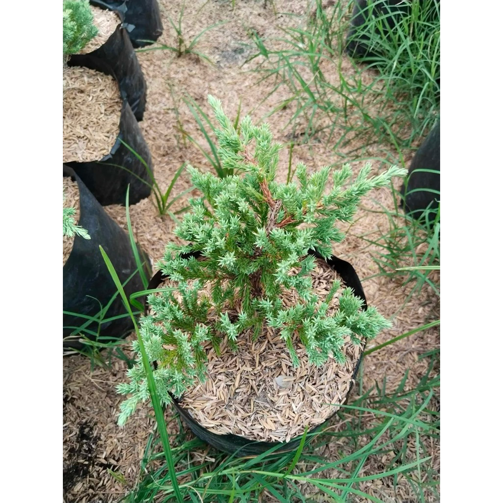 Juniper bonsai ( BUY 5 PLUS 1 ) | Shopee Philippines