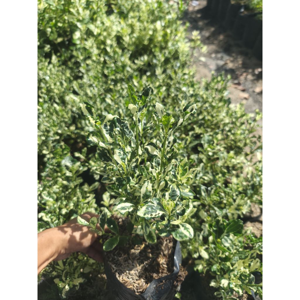 Variegated Rosal ( BUY 5 PLUS 1) | Shopee Philippines