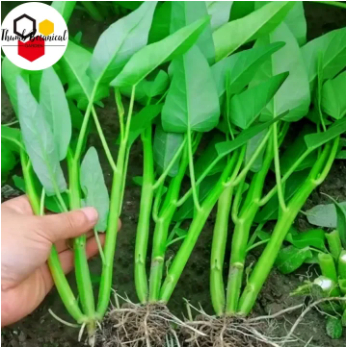 Chinese Kangkong Seeds /（150seeds） Upland Kang kong / Water Spinach ...