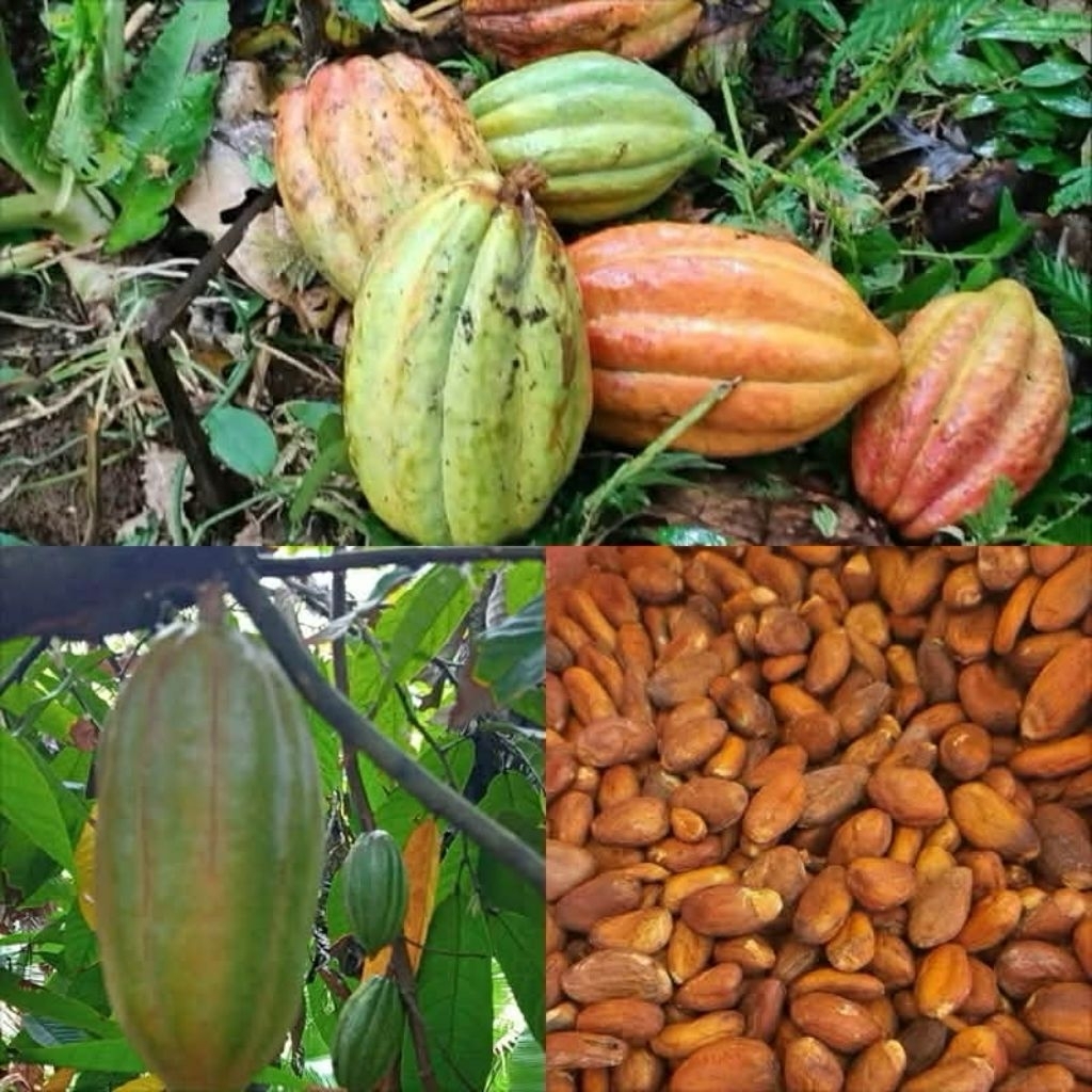 Cacao Seeds for planting (10Seeds) | Shopee Philippines