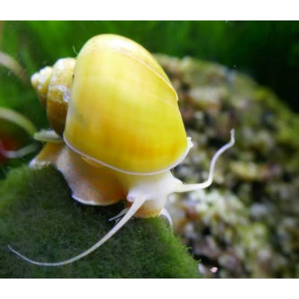 apple SNAIL 5pcs artificial plants | Shopee Philippines