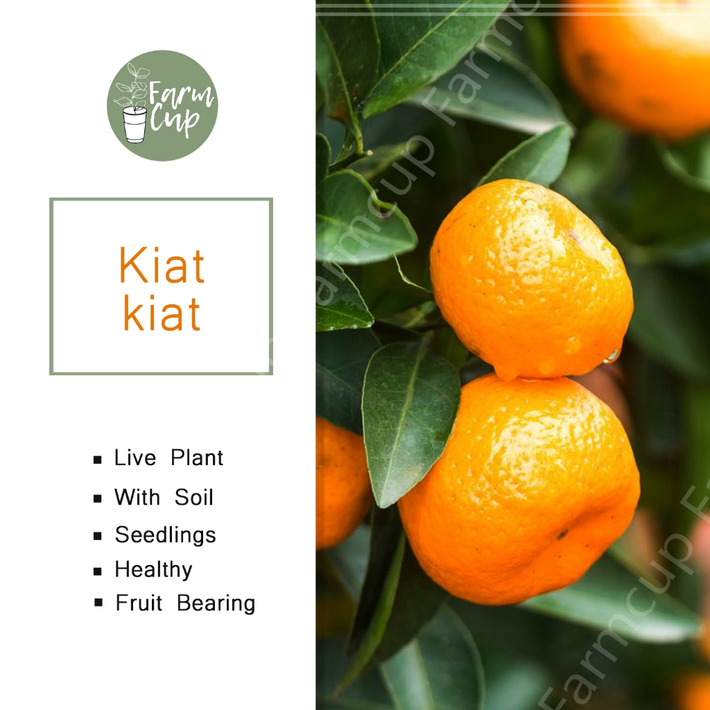 KIAT-KIAT Seedlings (Grafted) (18 to 25 inches tall) | Shopee Philippines