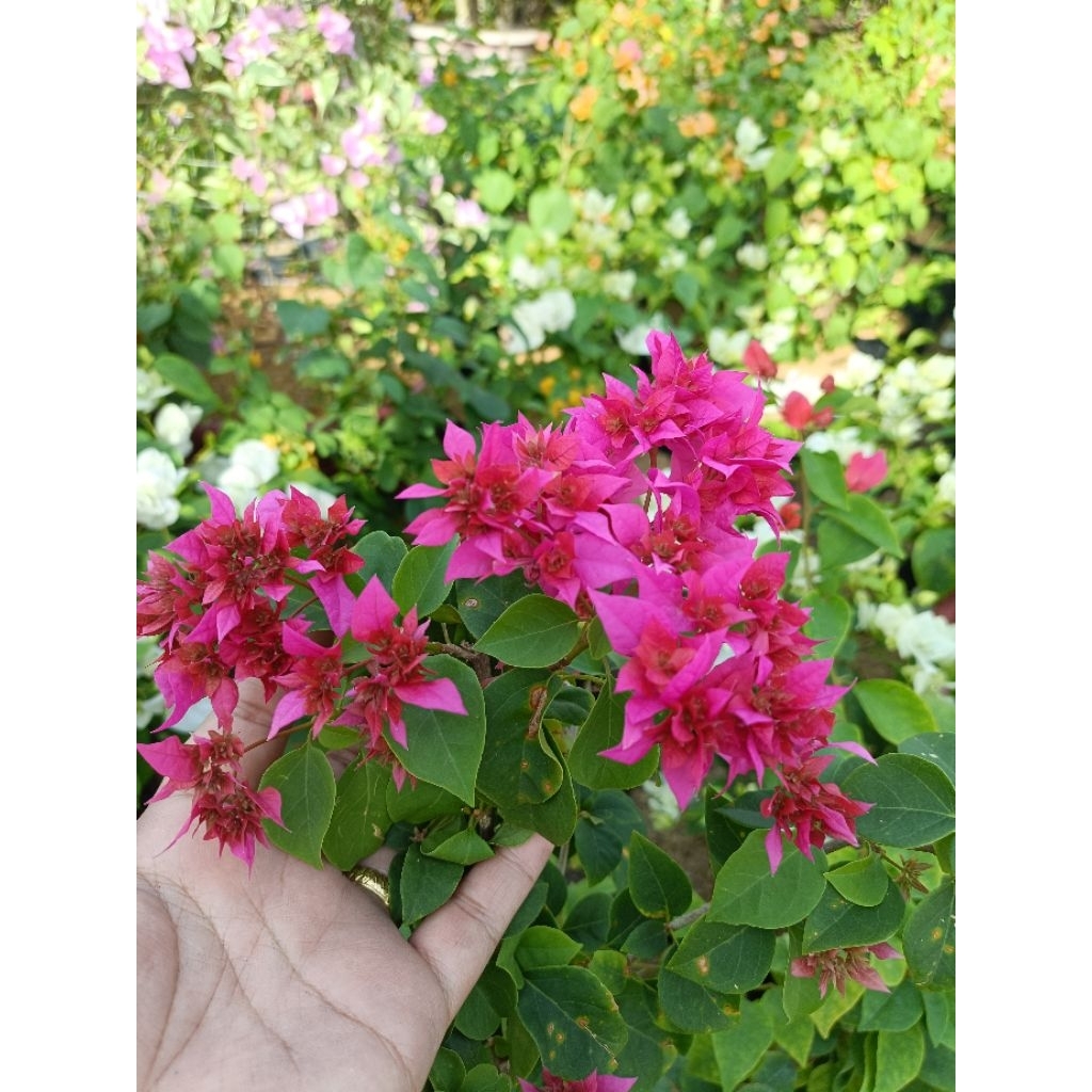 PINK BOUGAINVILLEA 36 PETALS – Double Petal Variety | Flowering Plant ...