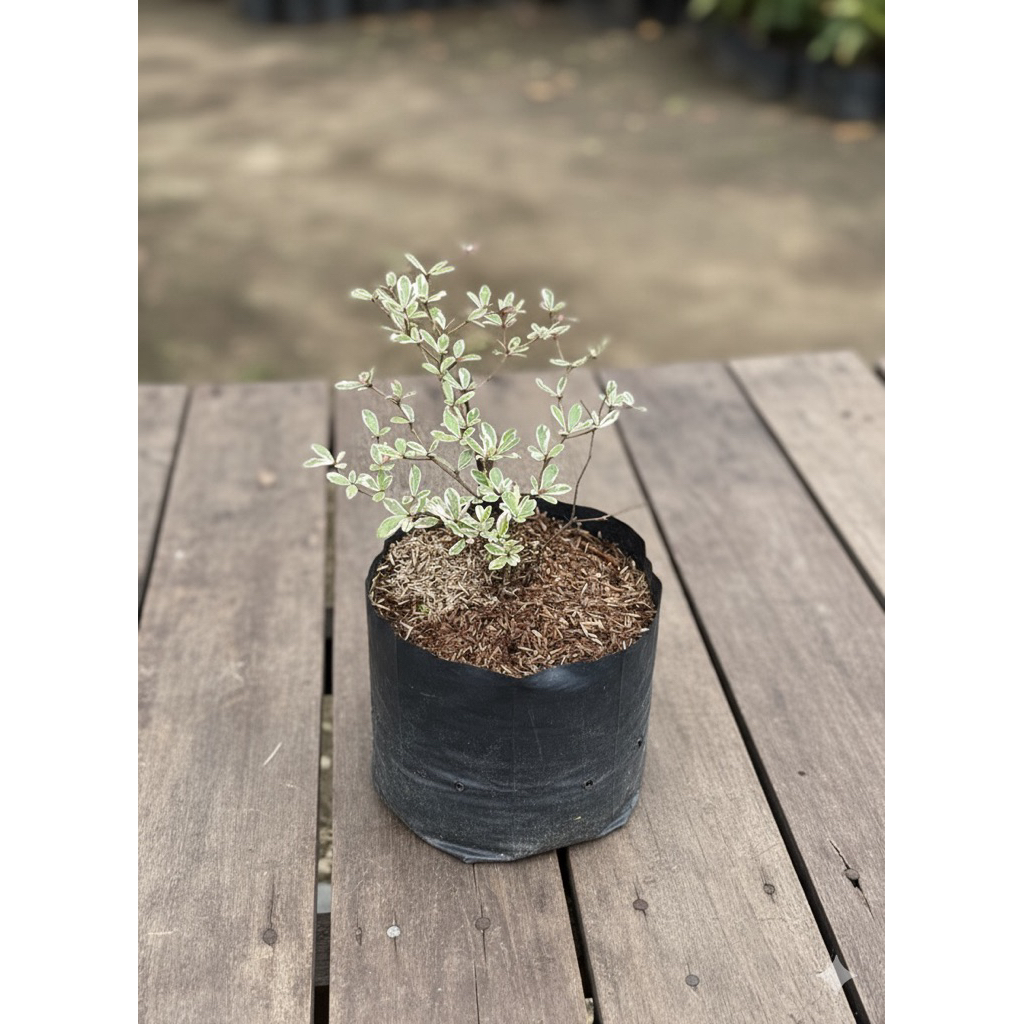 𝗔𝗳𝗿𝗶𝗰𝗮𝗻 𝗧𝗮𝗹𝗶𝘀𝗮𝘆 𝗟𝗶𝘃𝗲 𝗣𝗹𝗮𝗻𝘁 (𝗦𝗵𝗮𝗱𝗲 𝗧𝗿𝗲𝗲, 𝗙𝗮𝘀𝘁 𝗚𝗿𝗼𝘄𝗶𝗻𝗴, 𝗢𝘂𝘁𝗱𝗼𝗼𝗿 𝗚𝗮𝗿𝗱𝗲𝗻 ...