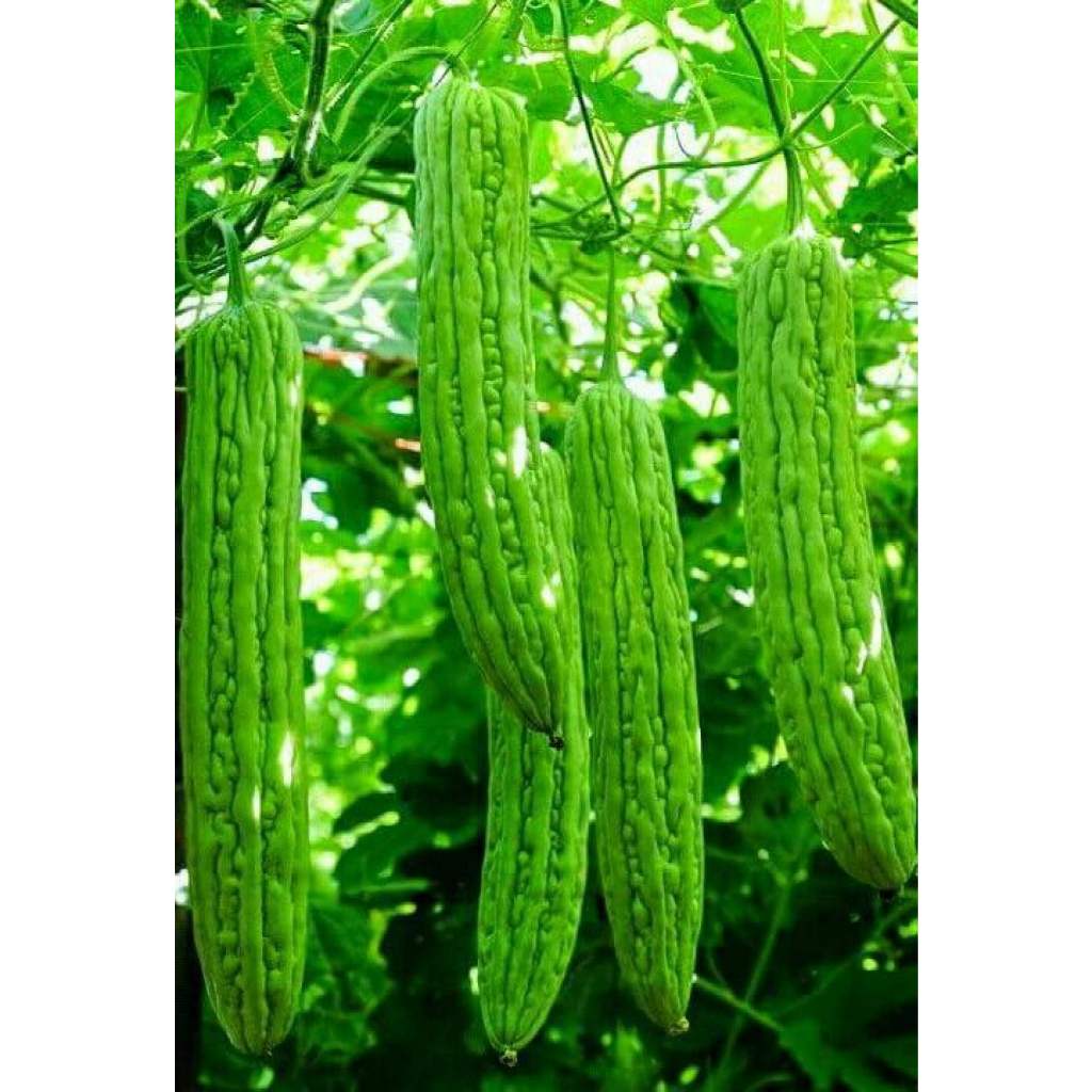 10 seeds pack ampalaya condor seeds - plant seed - vegetable seeds ...