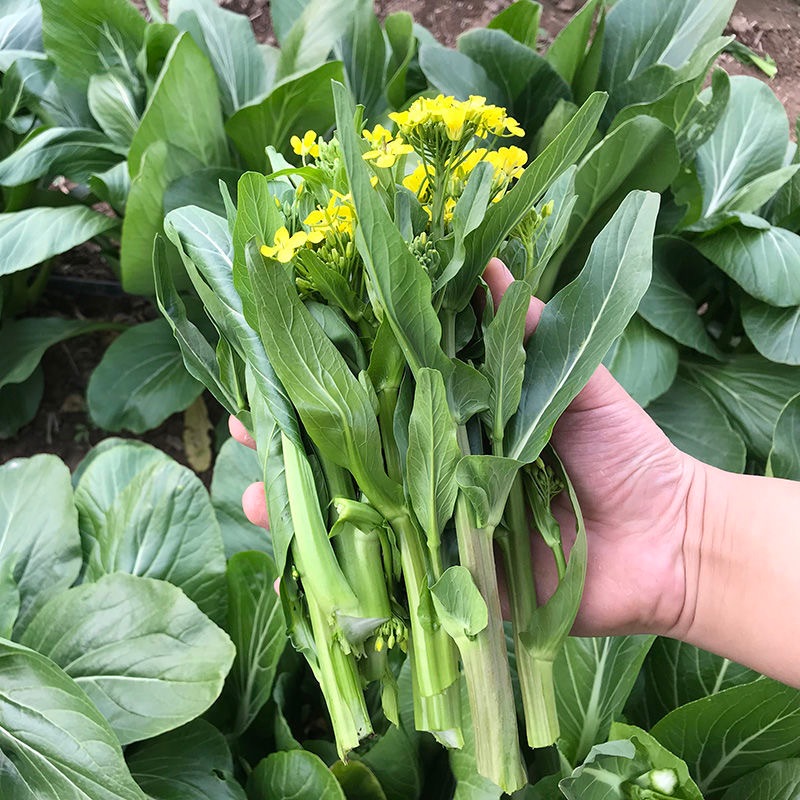 Green Choy Sum Seeds/600 Seeds/Pack Veg Seed /F1 Seeds/Remolatsa ...