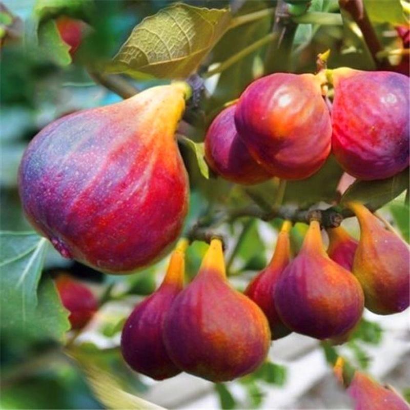 Shop fig tree for Sale on Shopee Philippines