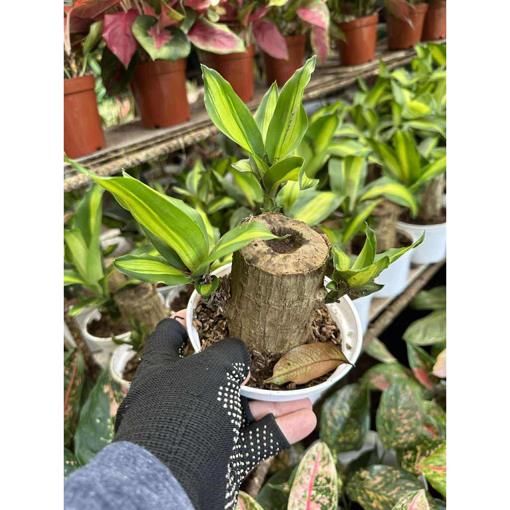Fortune Plant with FREE plastic pot and garden soil | Shopee Philippines