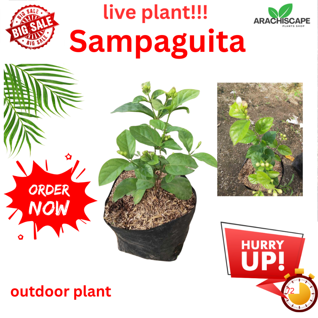 LIVE PLANT!!Sampaguita[outdoor plant]mabango yung bulaklak,pwede ...