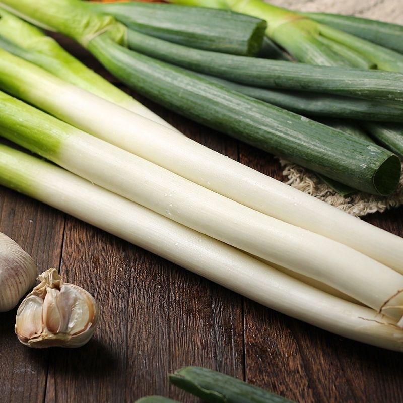 (500 Seeds) Giant Green Onion Seed - Spring Onion Seeds Hybrid | Shopee ...