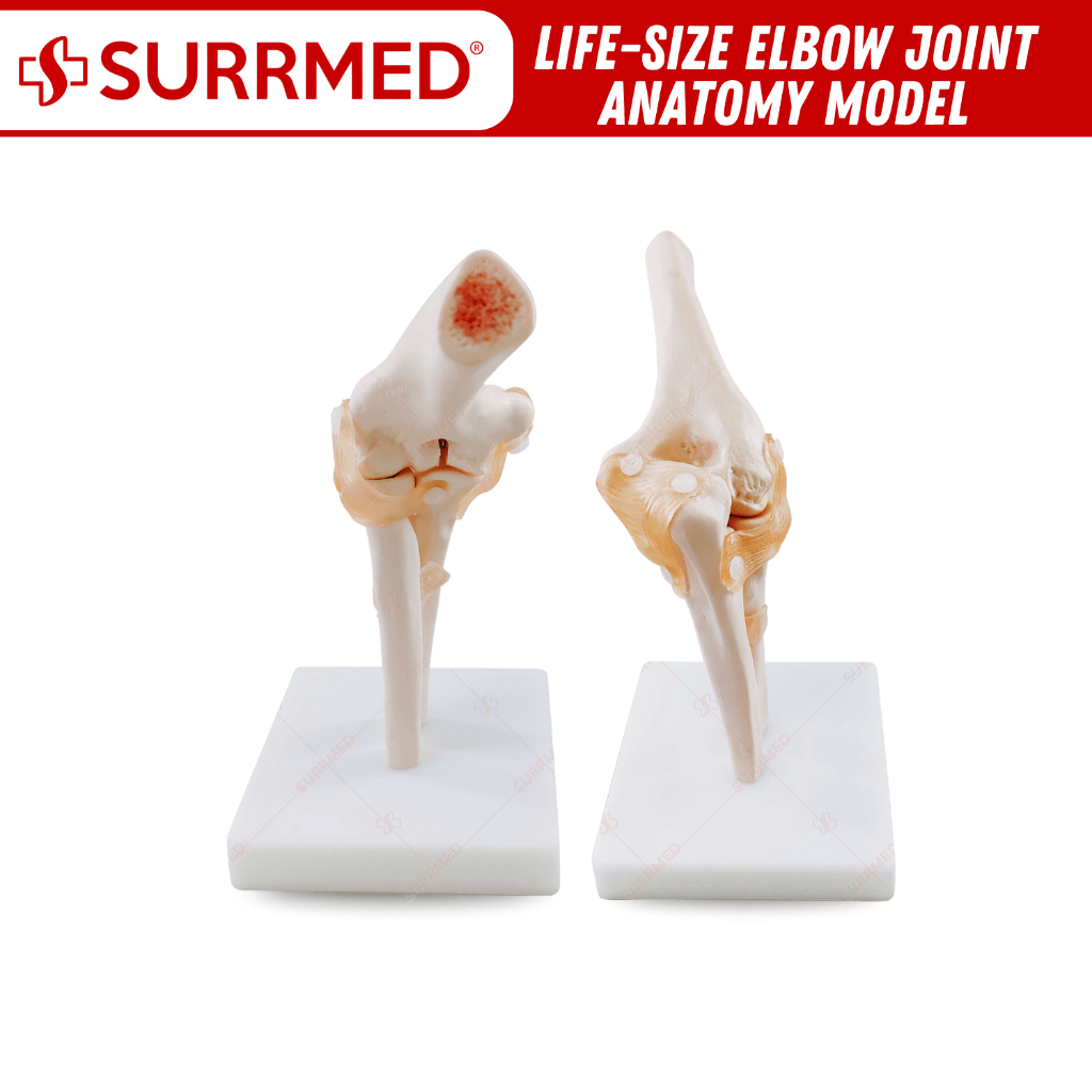 SURRMED Life-Size Elbow Joint Model | Anatomical Teaching Aid for ...