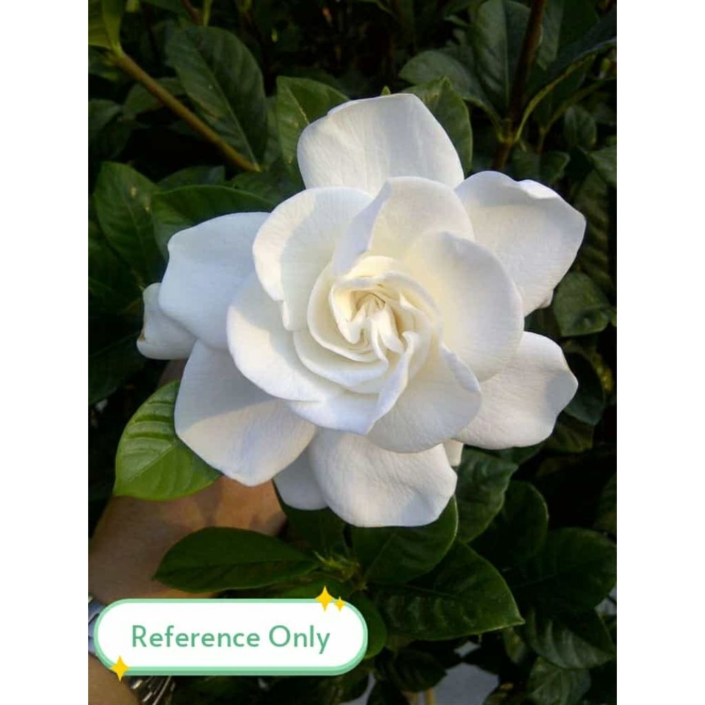 ROSAL/ FLOWERING PLANT (ROOTED) MABANGO | Shopee Philippines