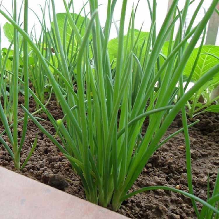 500 seeds Spring Onion Seeds Scallion/Bunching Onion Dahong Sibuyas ...