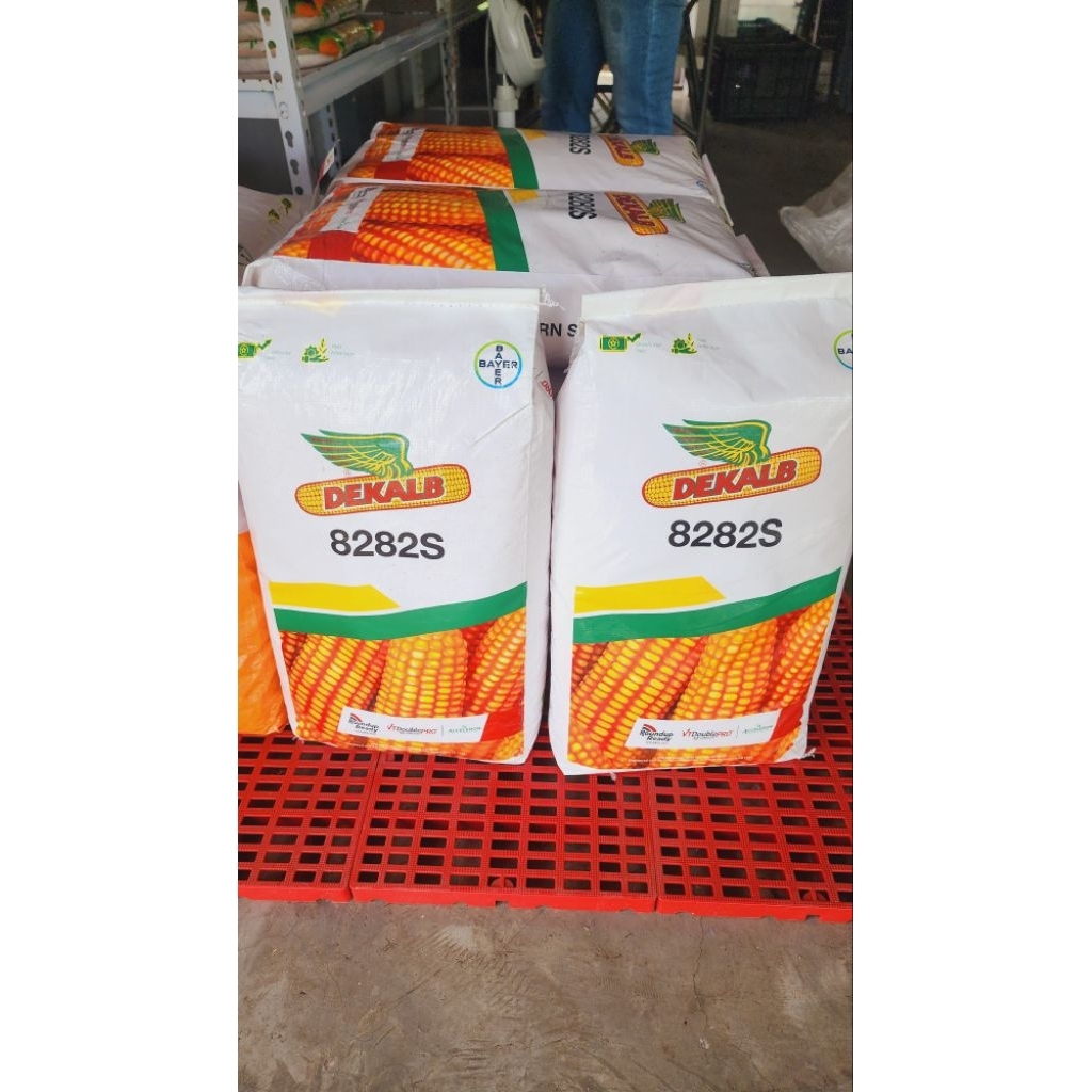 DEKALB 9118s HYBRID CORN SEEDS | Shopee Philippines