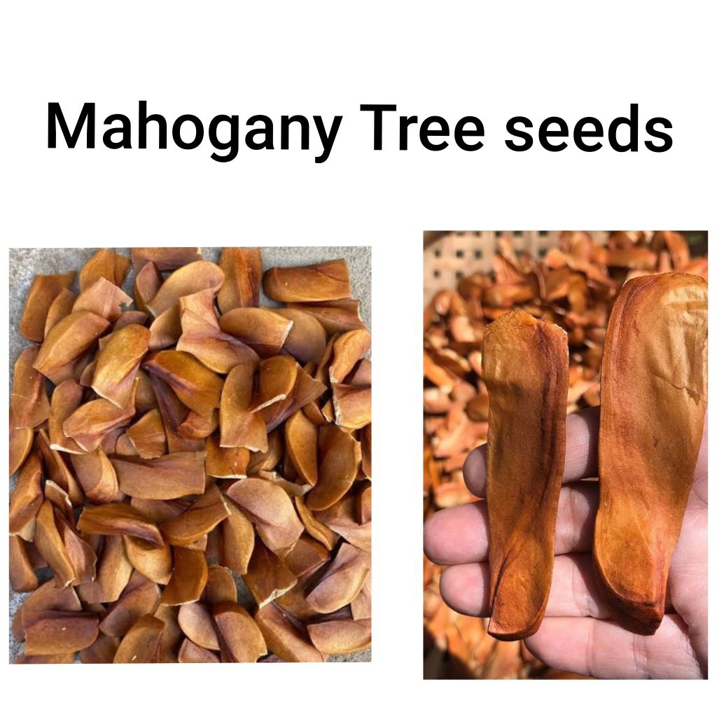 Mahogany Tree seeds for planting | Shopee Philippines