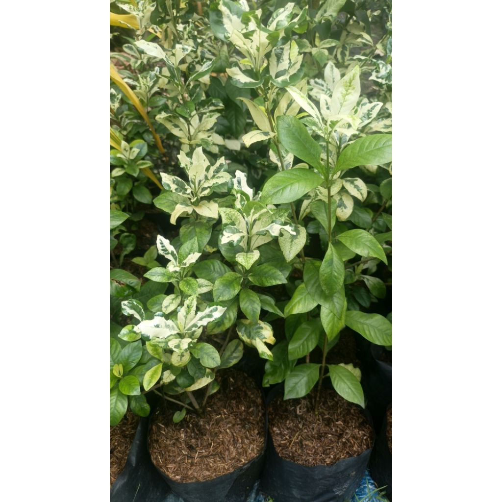 VARIEGATED ROSAL LIVE ROOTED PLANTS | Shopee Philippines
