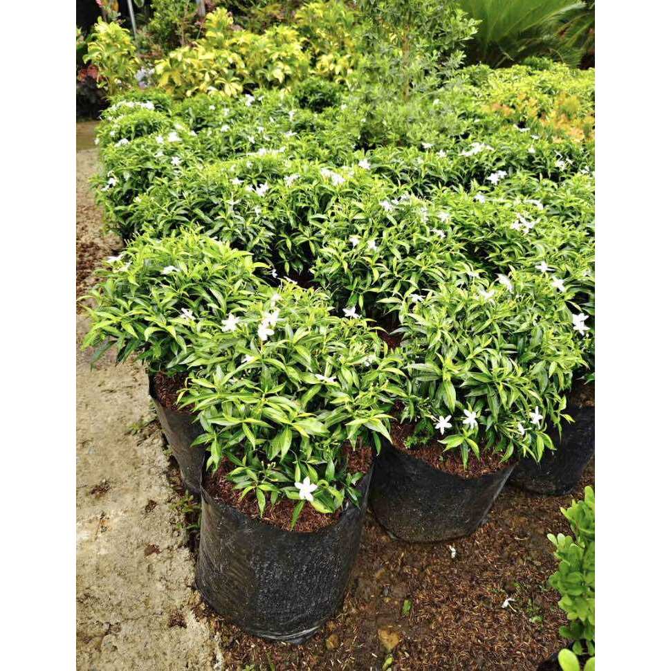 Dwarf Pandakaki Plant with FREE garden soil | Shopee Philippines