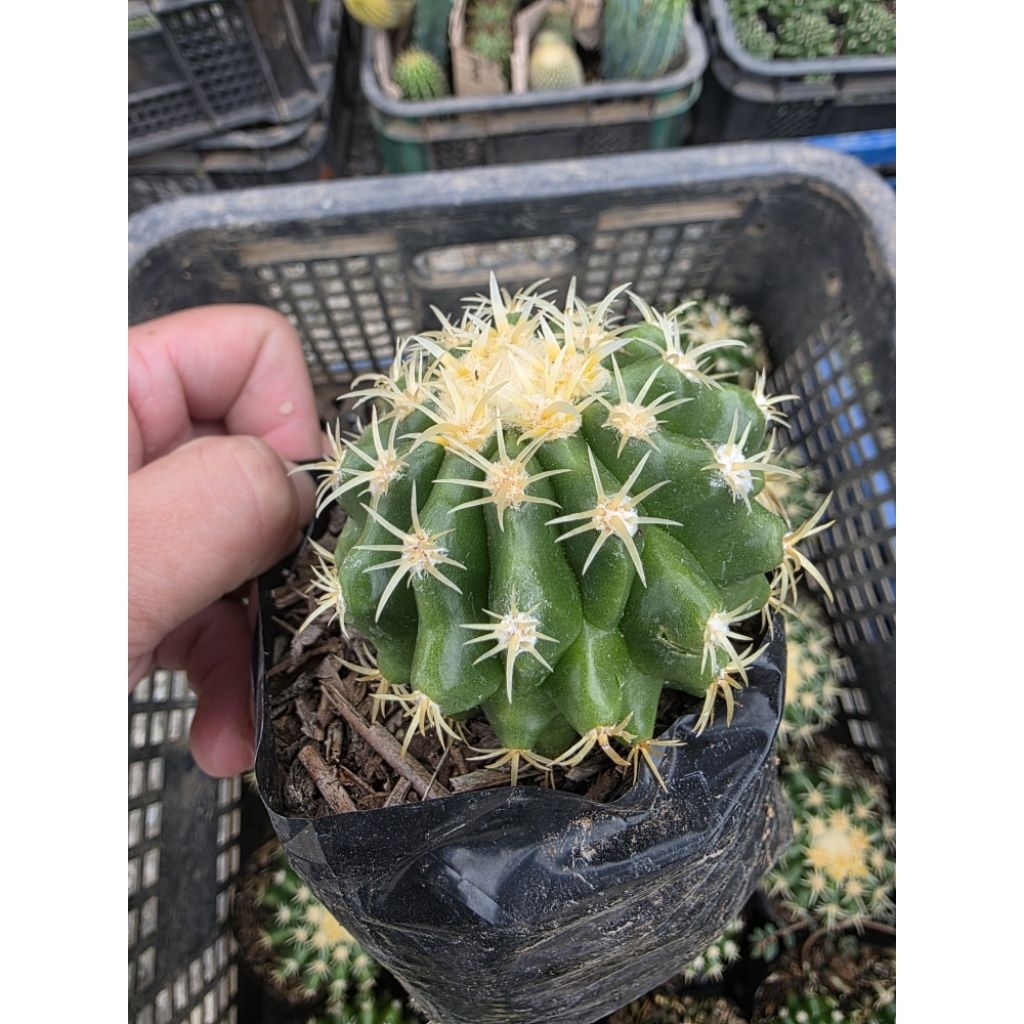 GOLDEN BARREL SHORT SPINE(REGULAR SIZES) | Shopee Philippines