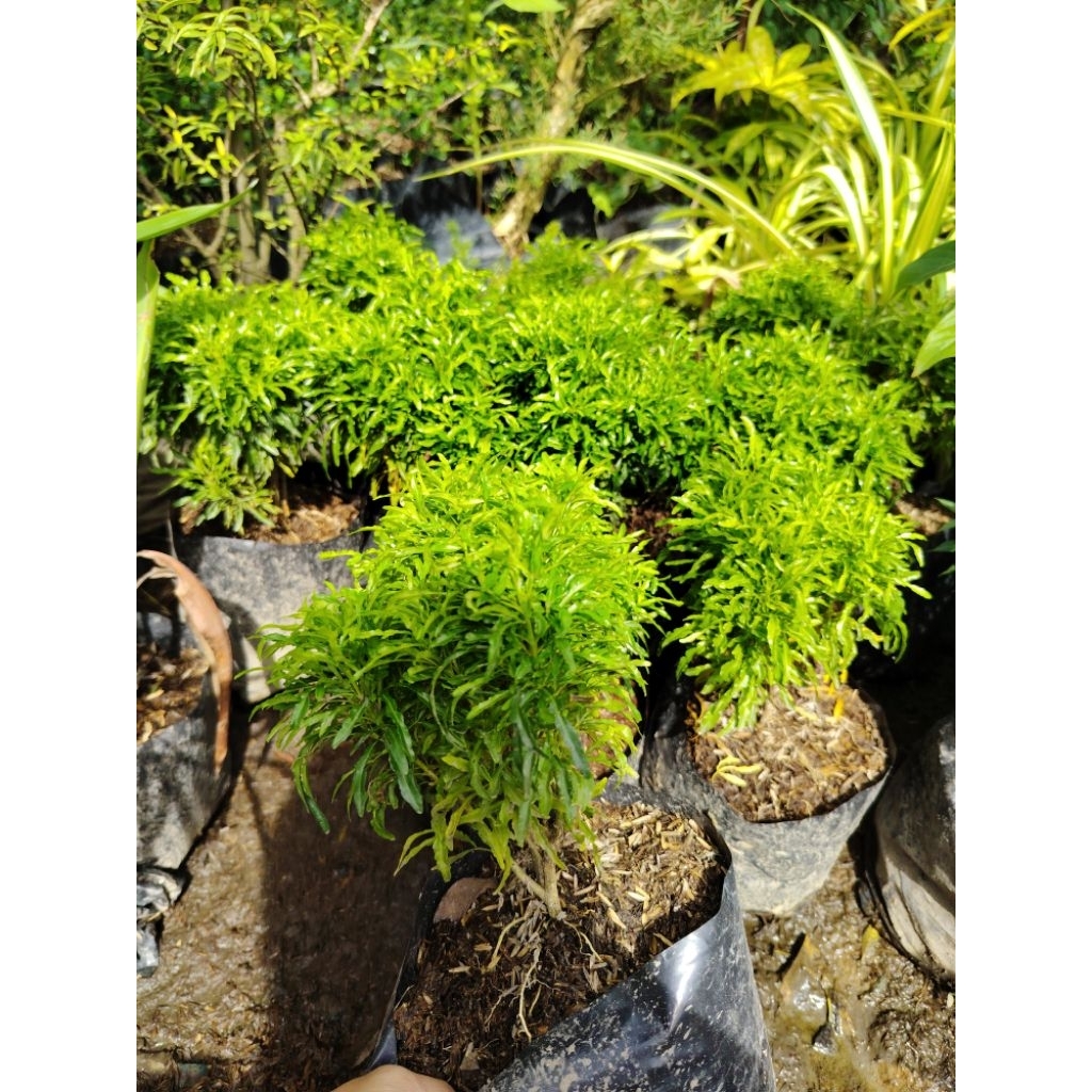GOLDEN PAPUA (LIVE PLANTS) | Shopee Philippines