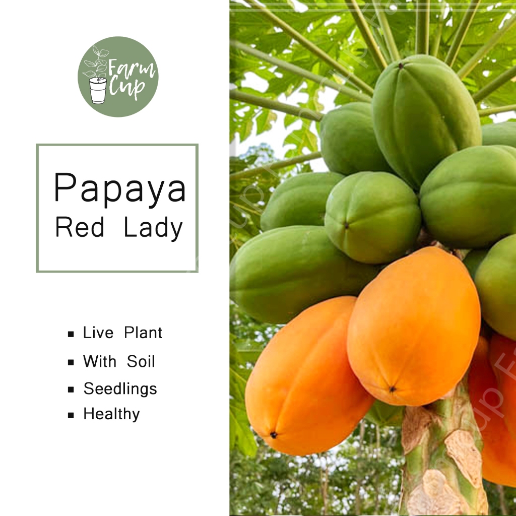 RED LADY PAPAYA seedlings | Shopee Philippines