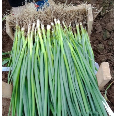(500 SEEDS) DAHON NG SIBUYAS/BUNCHING ONION -/JAKKOU VARIETY/EASY TO ...