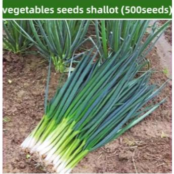 (500 SEEDS) DAHON NG SIBUYAS/BUNCHING ONION /JAKKOU VARIETY/EASY TO ...