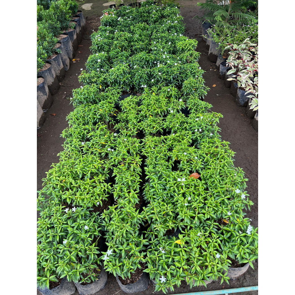 Dwarf Pandakaki Live plants with pot and garden soil for indoor/outdoor ...