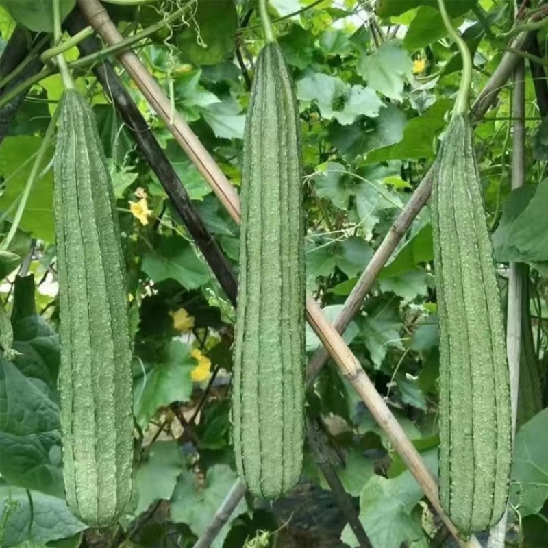 PATOLA TAGALOG SEEDS ( 20 Seed ) - Luffa Ridged Variety | Shopee ...