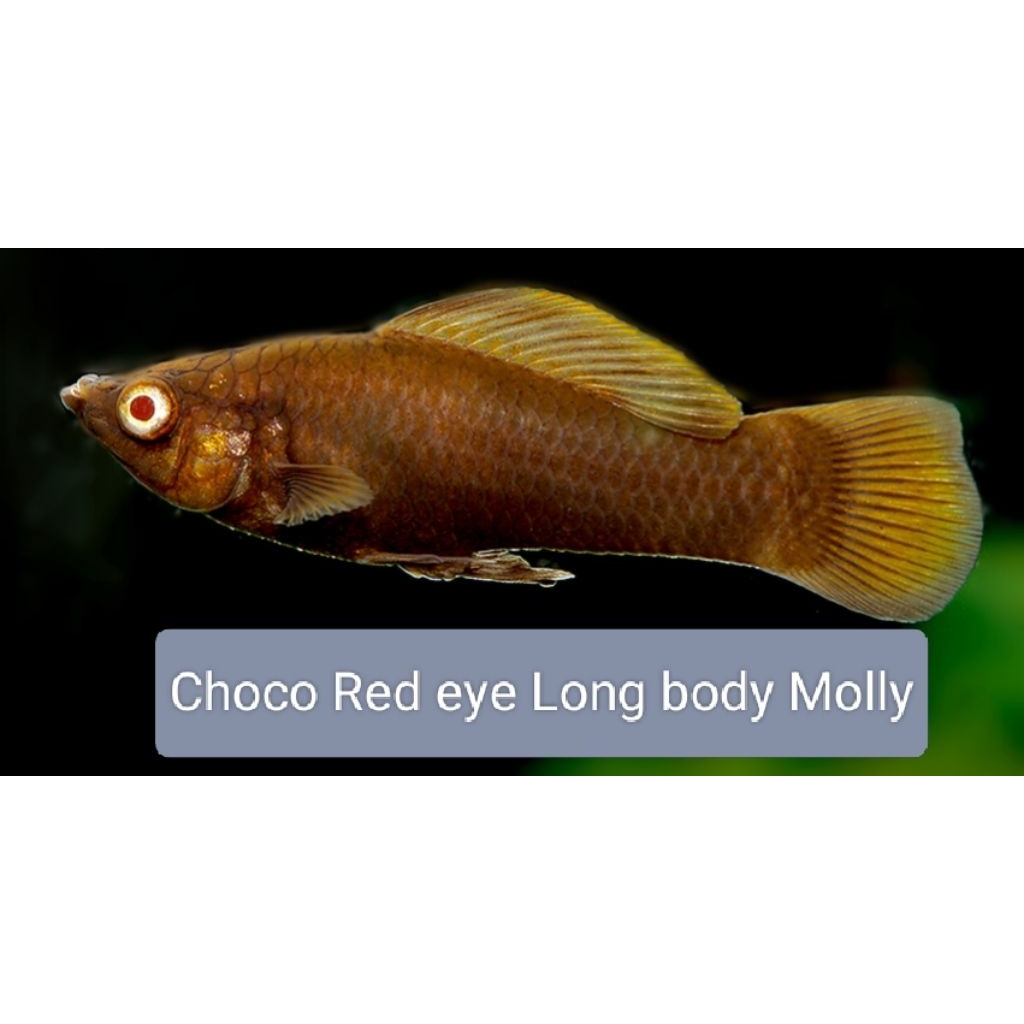 Sticker & Choco Red eye Long body molly (5pcs) | Shopee Philippines