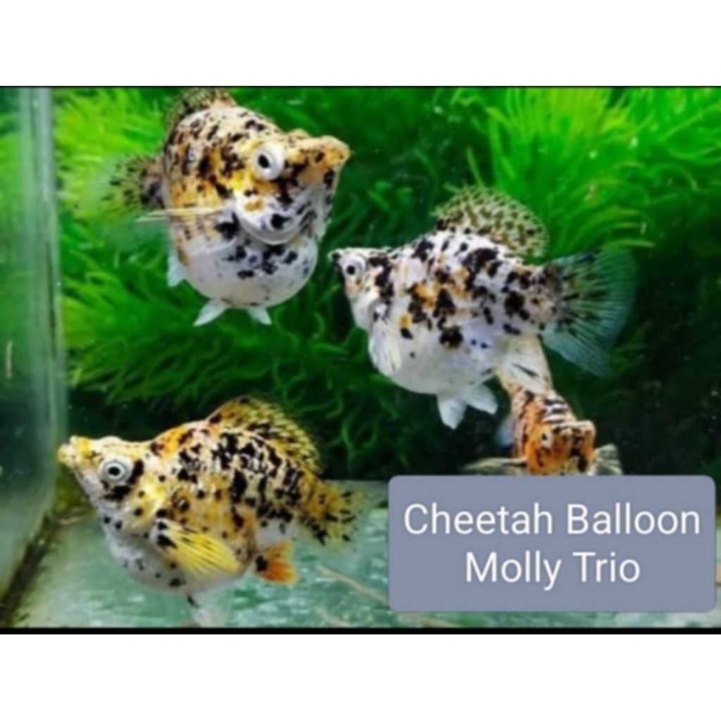 Shop balloon molly for Sale on Shopee Philippines