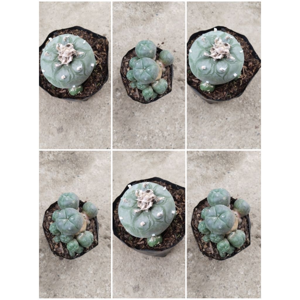 Lophophora/Peyote Cactus (garden decor) Live P L A N T | Shopee Philippines