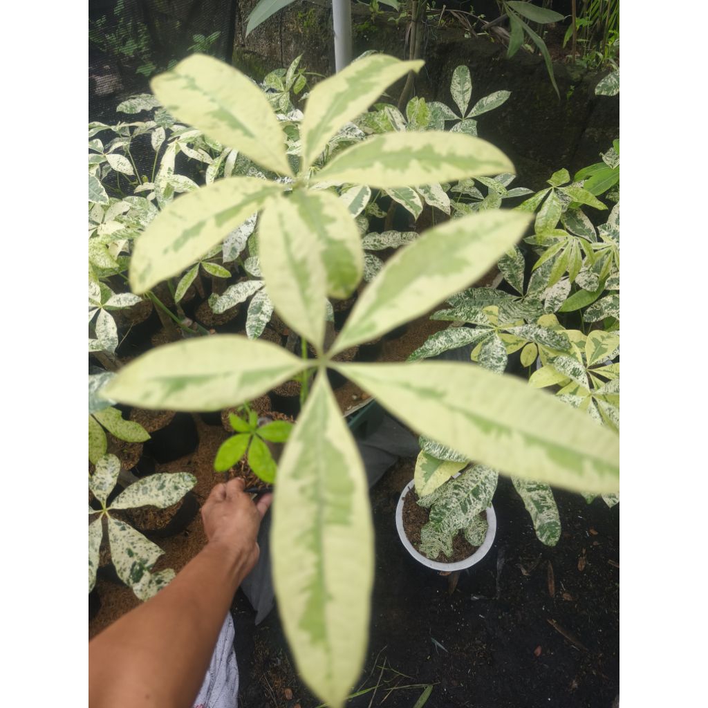 VARIEGATED MONEY TREE ( BUY 5 PLUS 1) | Shopee Philippines