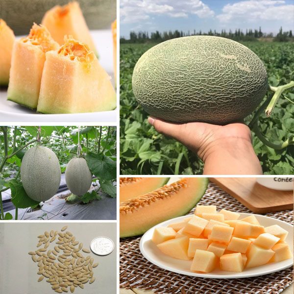 Hami Melon Seeds 20 PCS Cantaloupe Melon Honeydew Melon Original ...