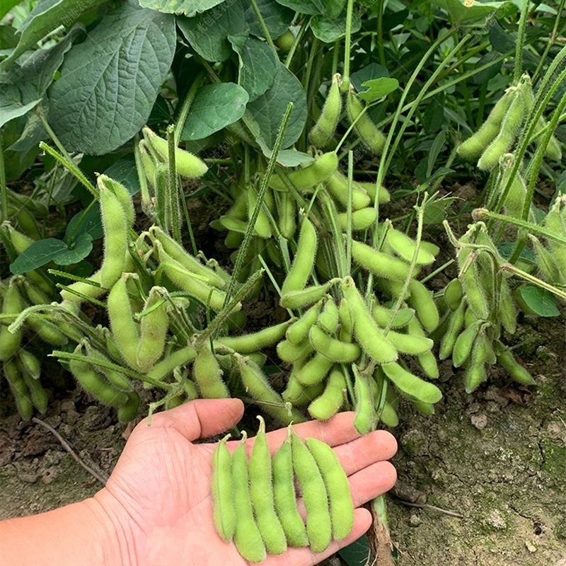 Shop edamame for Sale on Shopee Philippines